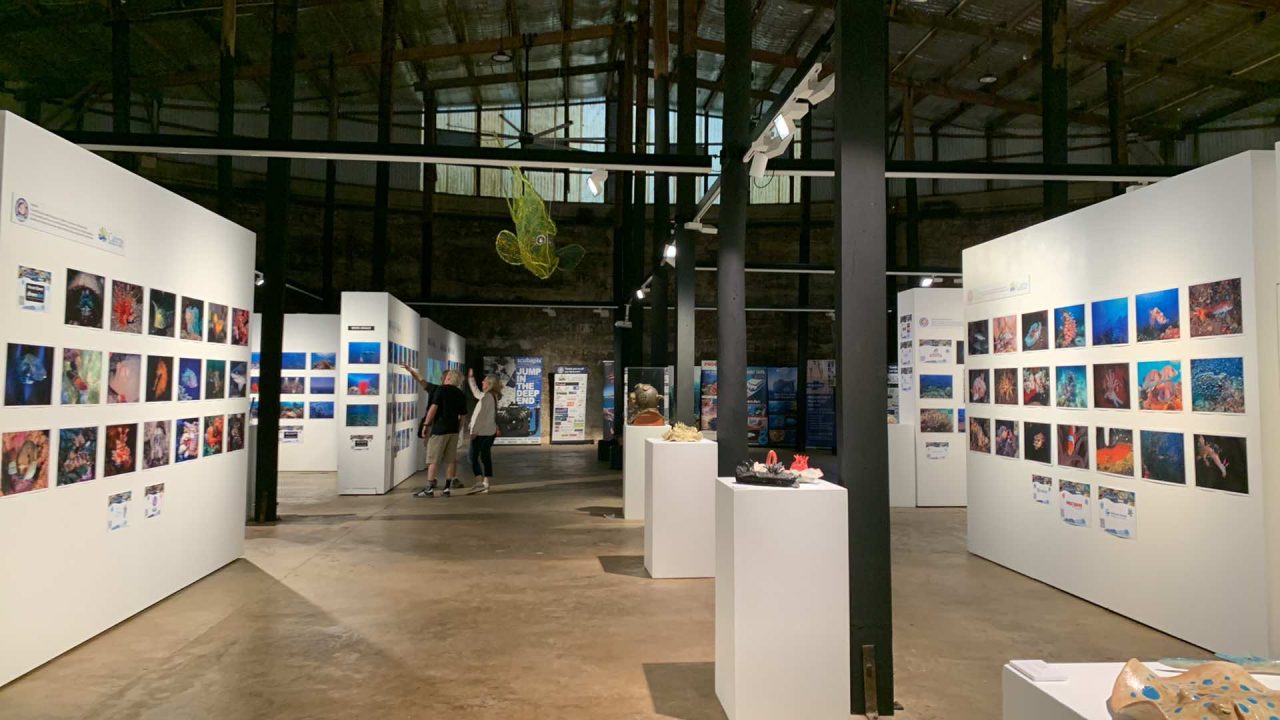 2024 Underwater Photo Competition Results | Nautilus Scuba Club Cairns