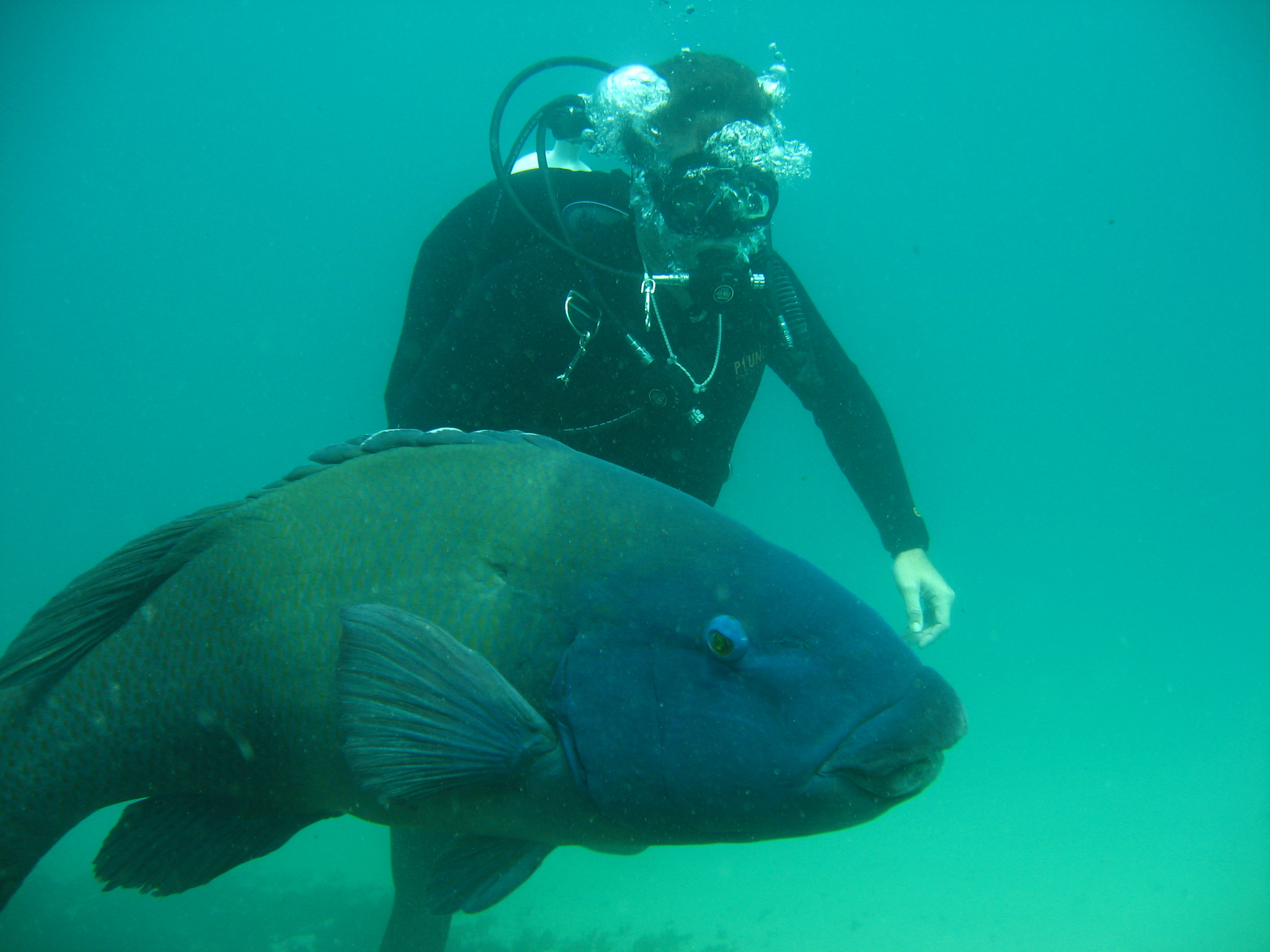 Blue Grouper | Nautilus Scuba Club Cairns